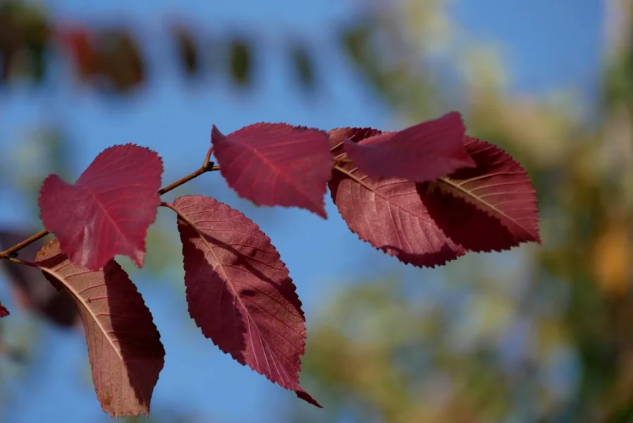 Ulmus 'Frontier' | Ulmus 'Frontier' - Van den Berk Nurseries