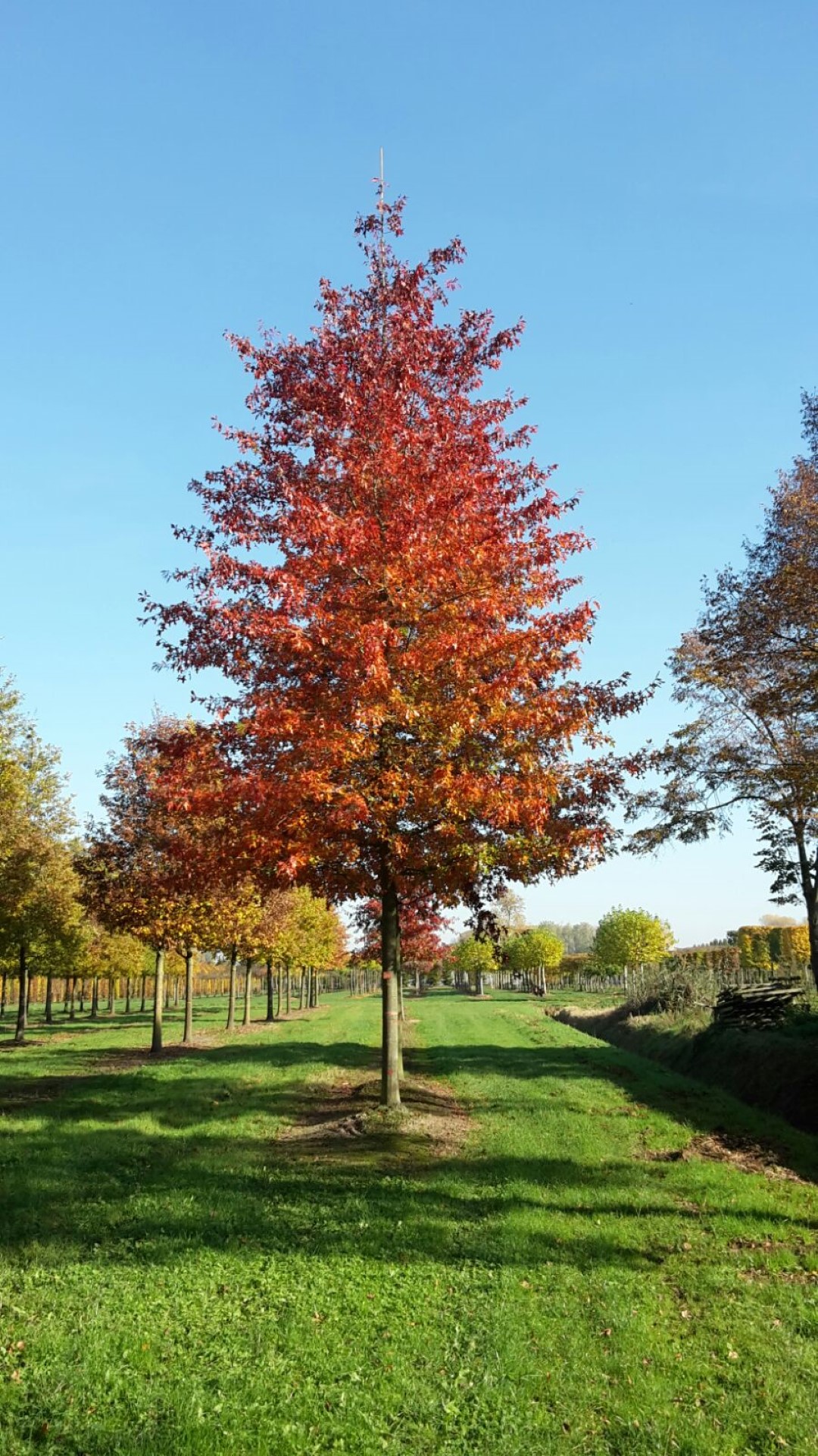Quercus palustris 'Woodside Splendor' | Van den Berk Nurseries